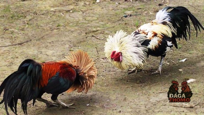 ĐÁ GÀ THOMO HÔM NAY TRỰC TIẾP TẠI CAMPUCHIA 🎖️